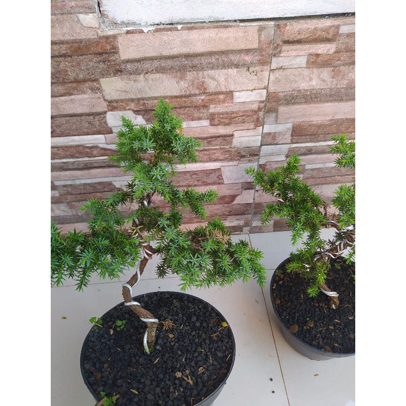 Jual Promo bonsai cemara pua duri - bonsai mame cemara tanaman hias ...