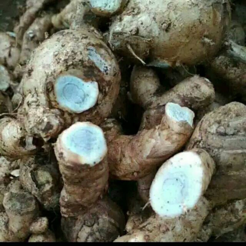 Jual Kunyit hitam/tmu ireng obat herbal 250g | Shopee Indonesia