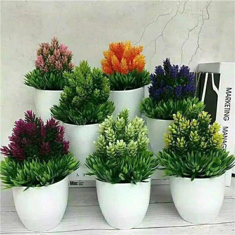 Jual Pohon Pinus Pot Plastik Unik Dan Menarik Untuk di Pajang Plus ...