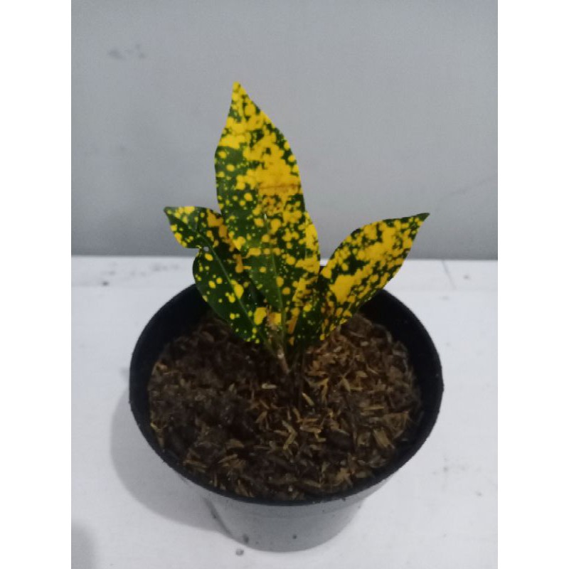 Jual Puring Bintik Kuning | Shopee Indonesia