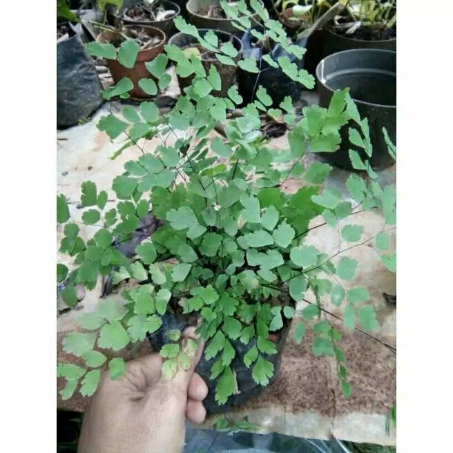 Jual Tanaman hias pakis suplir/tanaman hias daun/Pakis | Shopee Indonesia