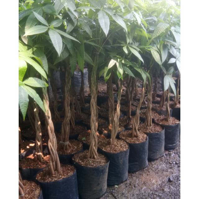 Jual Tanaman Pachira Aquatica / money tree / Tanaman Hoki | Shopee ...