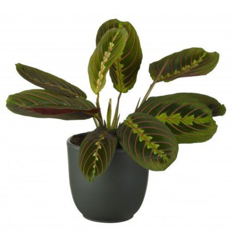 Jual calathea maranta kepiting / calathea maranta leuceunora kepiting ...