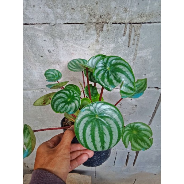 Jual peperomia watermelon/daun semangka | Shopee Indonesia