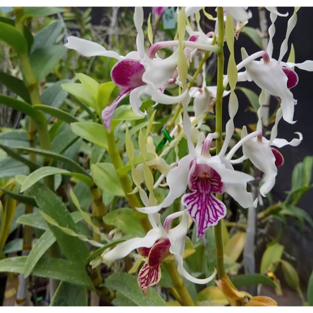 Jual bibit tanaman hias bunga anggrek dendrobium stratiotes | Shopee ...