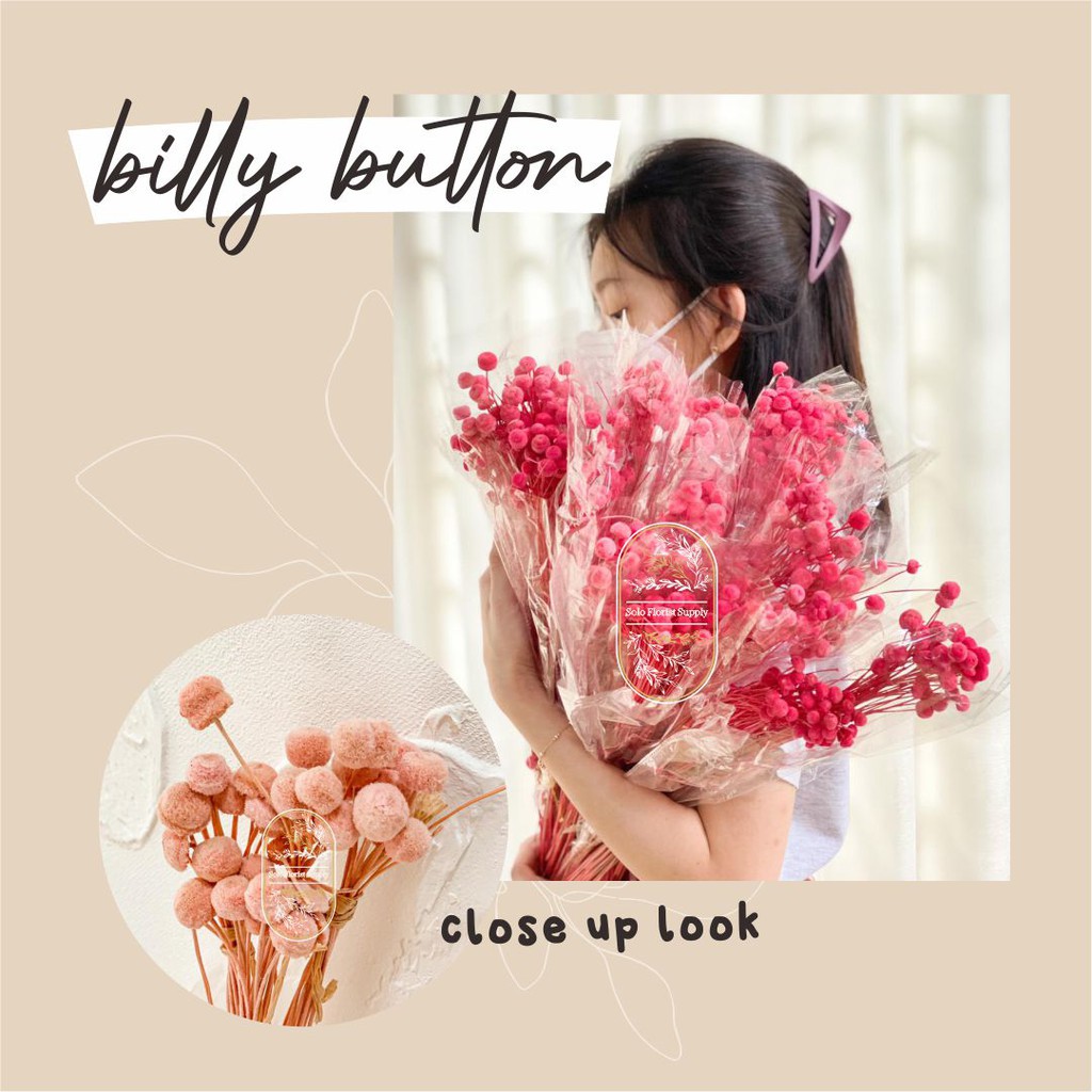 Jual 25-35pcs Dried Flower Craspedia Billy Button Bunga Kering pastel ...
