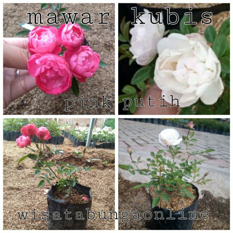 Jual Tanaman hias bunga mawar rambat kubis pink dan putih | Shopee ...