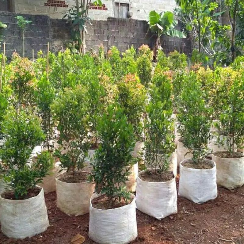 Jual pohon pucuk merah tinggi ± 1 meter / tanaman hias outdoor | Shopee ...