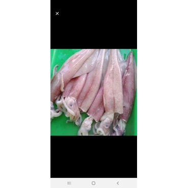 Jual Cumi Segar ( Ukuran Besar ) - 1Kg ( JABODETABEK ) | Shopee Indonesia