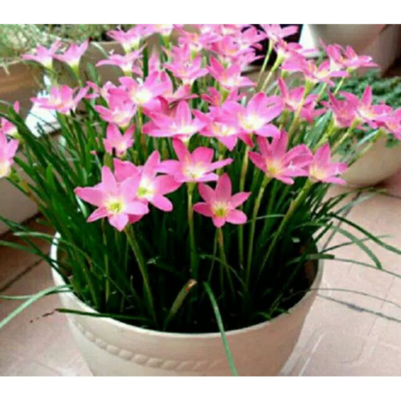 Jual umbi bunga rain lily /tanaman lili hujan warna pink | Shopee Indonesia