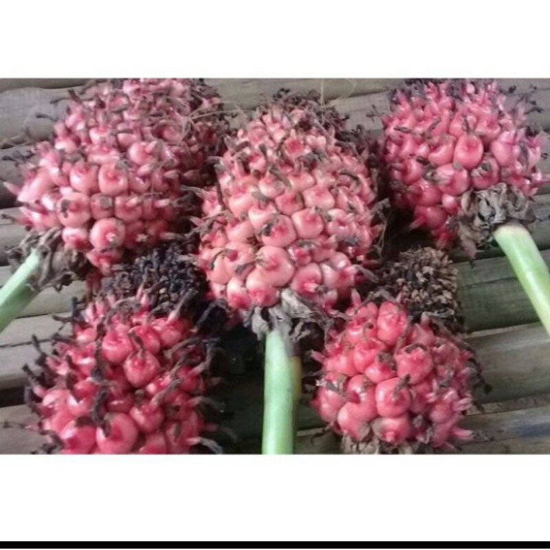 Jual Buah Honje Matang 1 KG | Shopee Indonesia