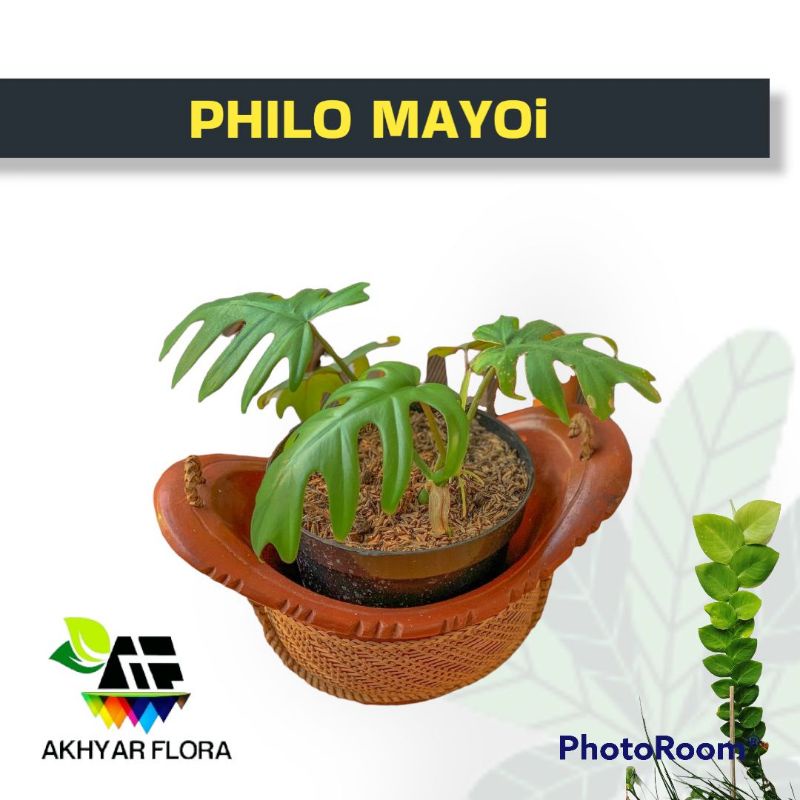 Jual Philo Mayoi Tanaman Hias Indor Philodendron Mayoii Tanaman Hias ...