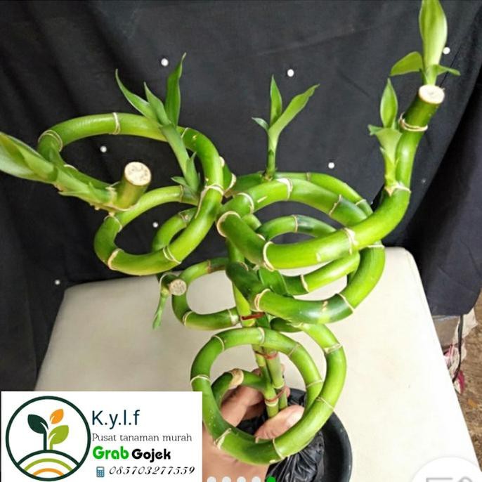 Jual Tanaman Bambu Air/Bambu Hoki/Sri Rezeki/ Bambu Cina/Tanaman Indor ...