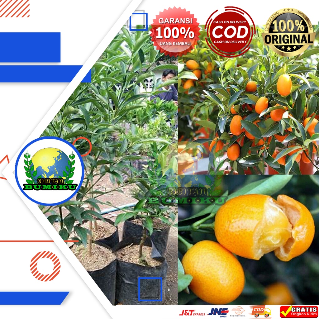 Jual Bibit Jeruk Nagami Berbuah Rimbun (Bebuah di Pot) | Shopee Indonesia