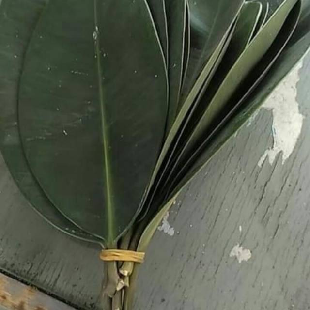 Jual Daun Karet Kebo 50 Lembar Untuk Obat | Shopee Indonesia