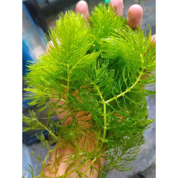 Jual GANGGANG AIR / TANAMAN AQUASCAPE/hydrilla air tawar | Shopee Indonesia