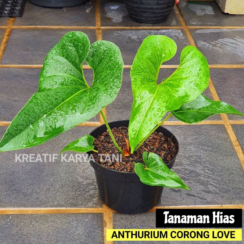 Jual Tanaman Hias Anthurium Corong - Tanaman Anturium Corong | Shopee ...
