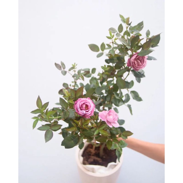 Jual TANAMAN HIDUP BUNGA MAWAR UNGU | ROSE PURPLE | SUDAH BERBUNGA ...