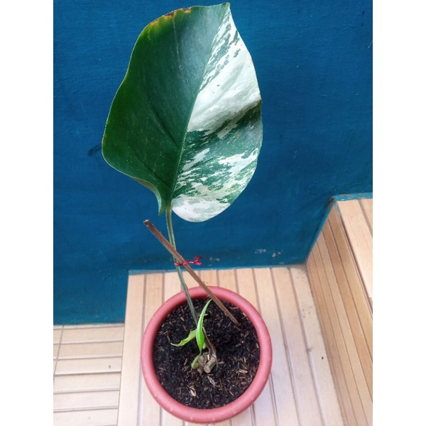 Jual MONSTERA VARIGATA WT / WHITE TIGER / EKONOMIS | Shopee Indonesia