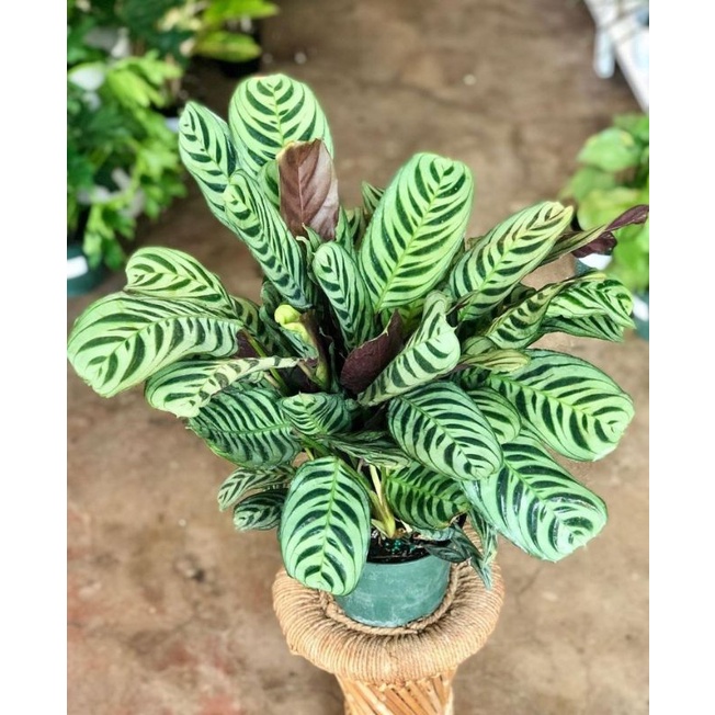 Jual Maranta sepat / calathea burlemarx | Shopee Indonesia
