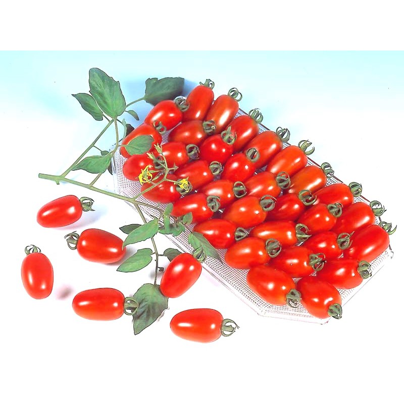 Jual Benih / Biji / Seed Tomat Mini F1 Tropical Ruby Tomat Cherry Known ...
