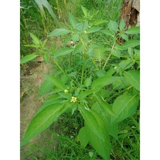 Produk Bukuapik17 | Shopee Indonesia