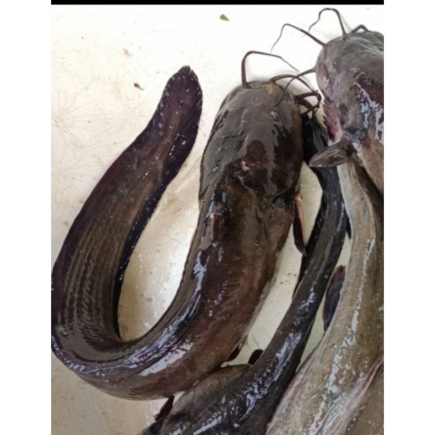 Jual ikan Sembilang fresh 1kg | Shopee Indonesia