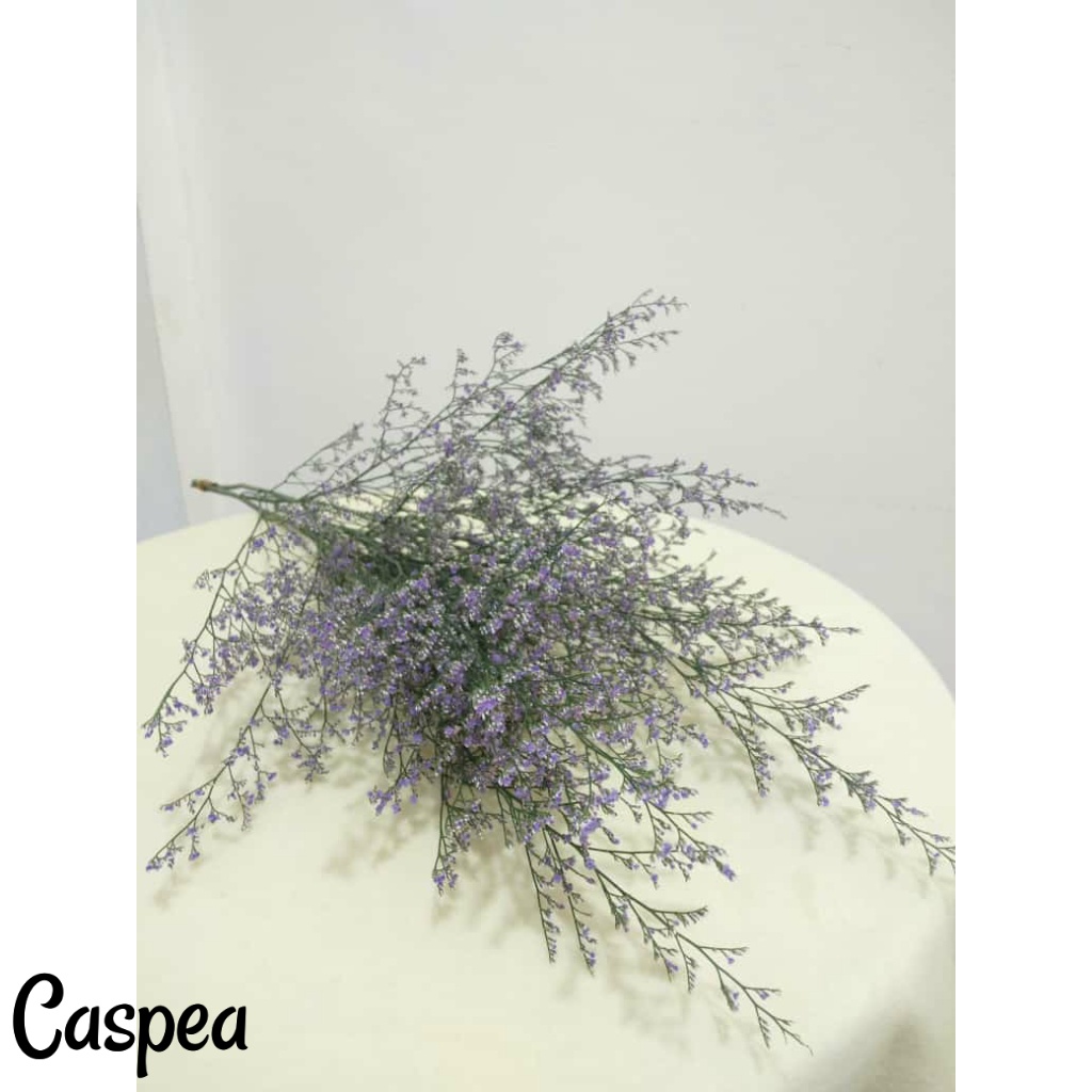 Jual Bunga Caspea Import ( Asli ) | Shopee Indonesia