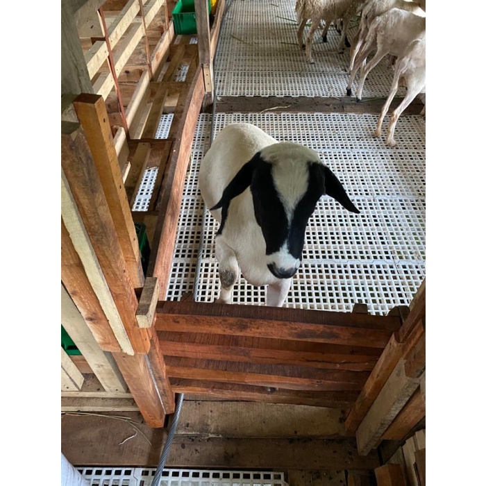 Jual Alas Kandang Kambing Domba Anjing Kucing Ayam Reptil Slat/Slet | Shopee Indonesia