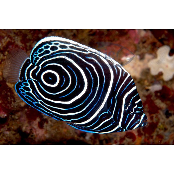 Jual (INSTANT BANDUNG) IKAN HIAS AIR LAUT BLUESTONE KORAN EMPEROR ...