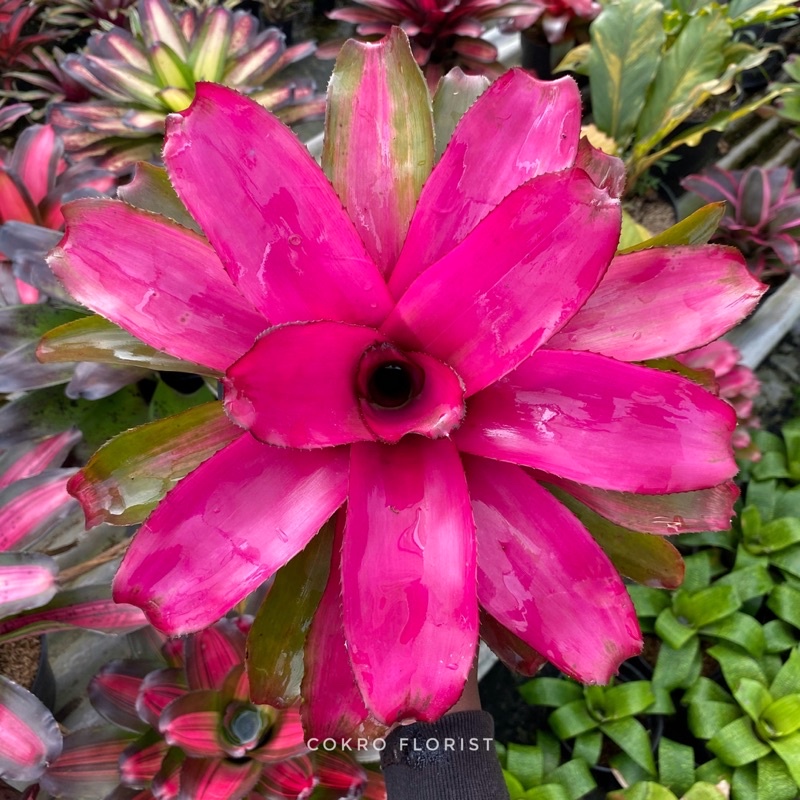 Jual Bunga Bromelia Neoregelia Debora | Shopee Indonesia
