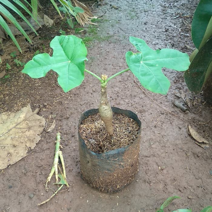 Jual tanaman hias pohon jarak botol . | Shopee Indonesia