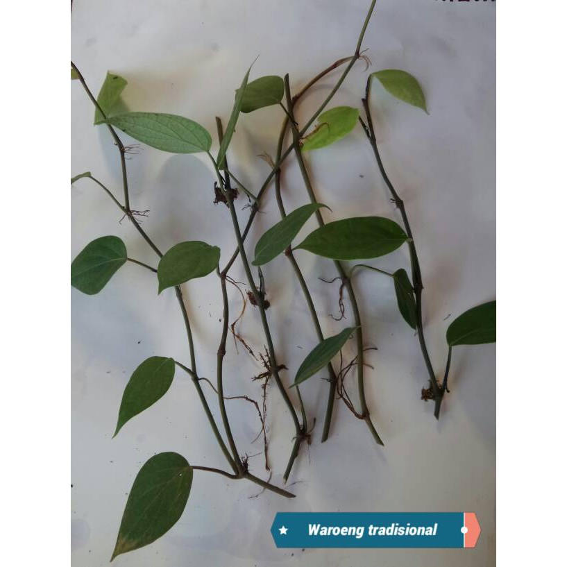 Jual Bibit Lada Panjat Petaling 1 | Shopee Indonesia