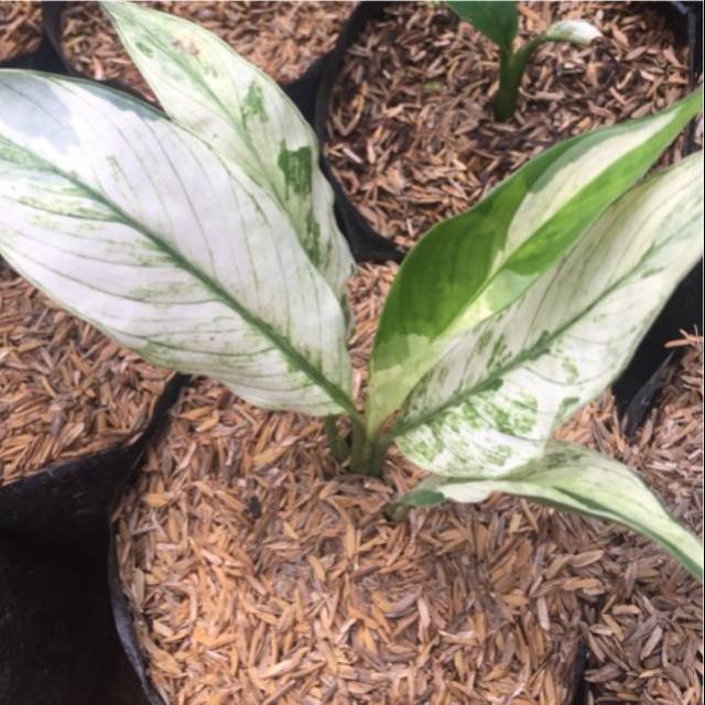 Jual Tanaman hias bunga peace lily - sepatu pillum variegata | Shopee ...