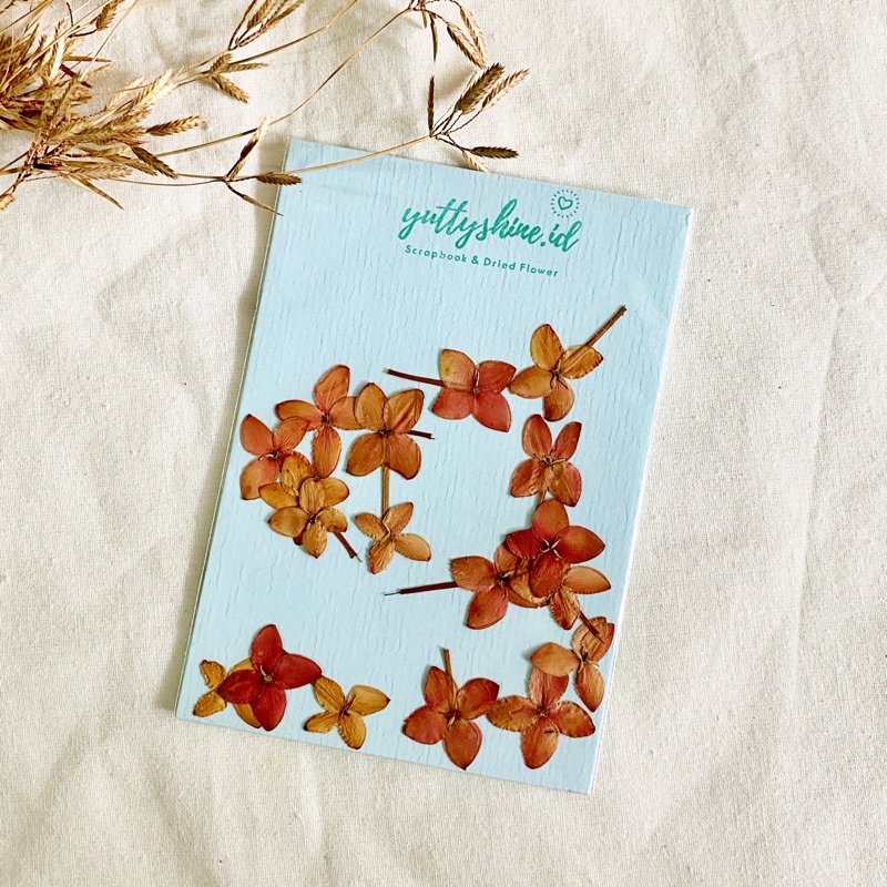 Jual Pressed flower /herbarium / hiasan scrapbook journal /bahan ...