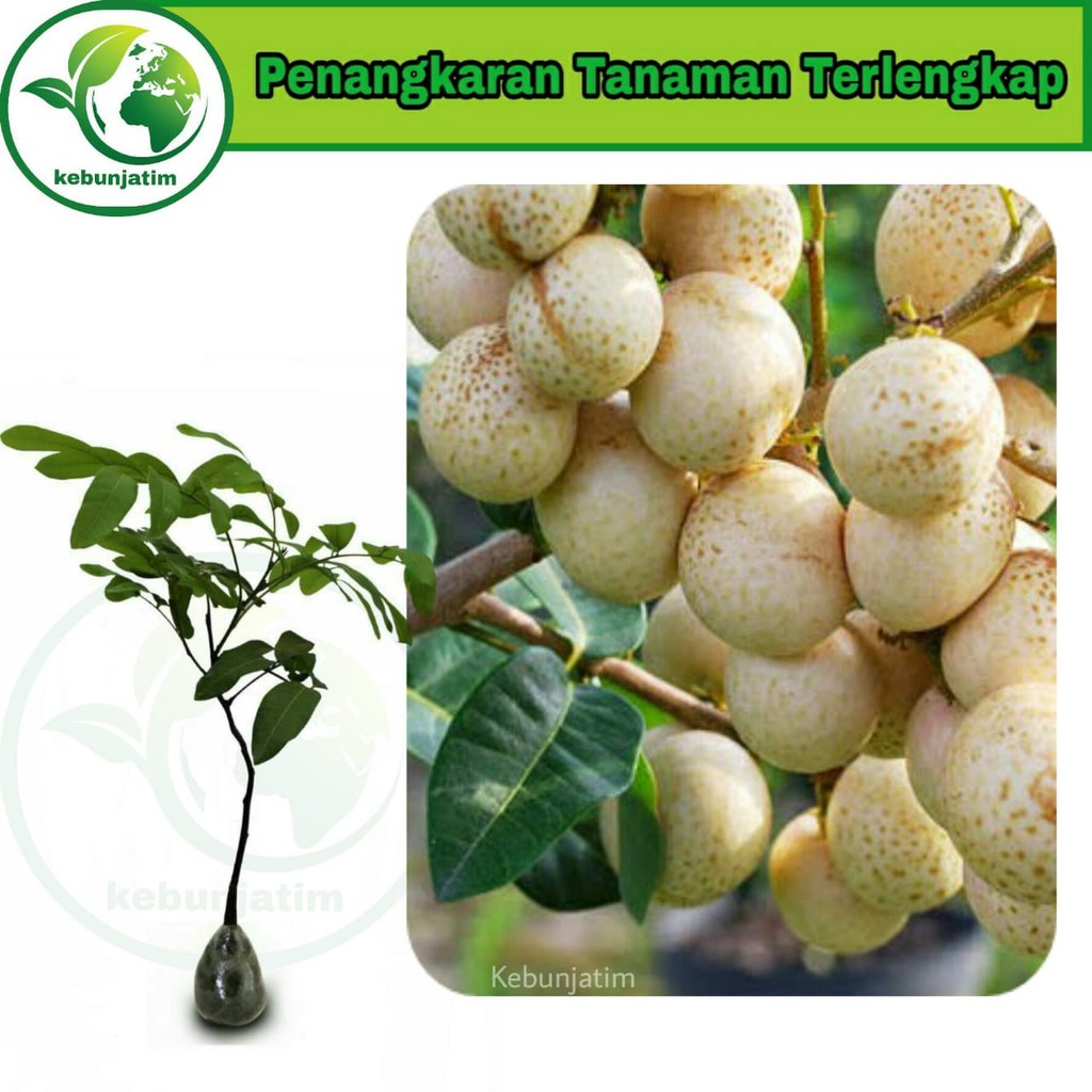 Jual Tanaman buah kelengkeng matalada | Shopee Indonesia