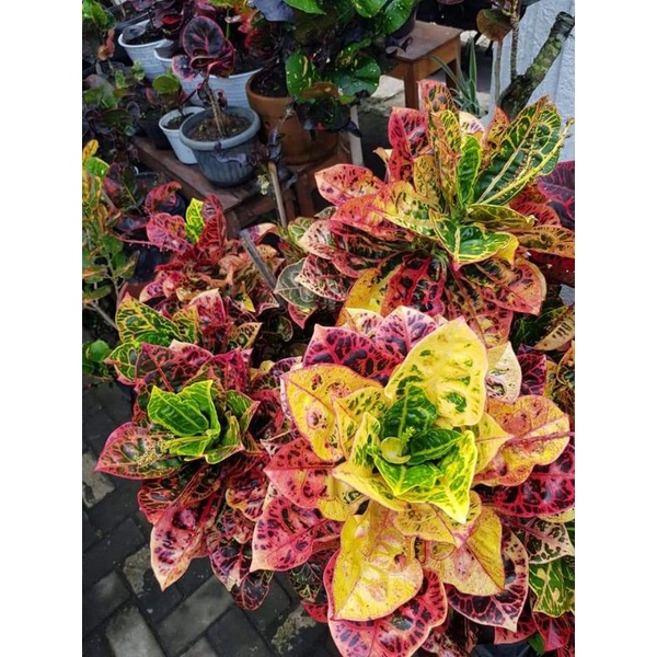 Jual Tanaman hias bunga puring kura super murah | Shopee Indonesia