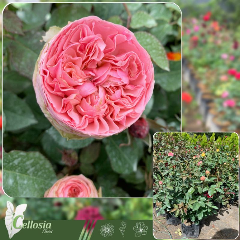 Jual Bunga Mawar Import Charming Piano Tanaman Sudah berbunga | Shopee ...