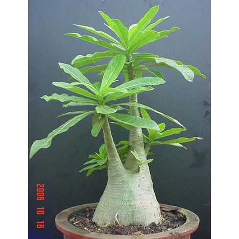 Jual Biji Adenium Black Stem Yak Lop Bu Ri - Bibit Tanaman Bunga ...
