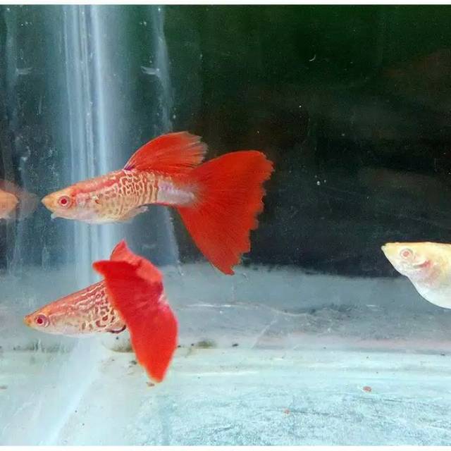 Jual Guppy albino red cobra ikan hias percantik aquarium dan aquascape ...
