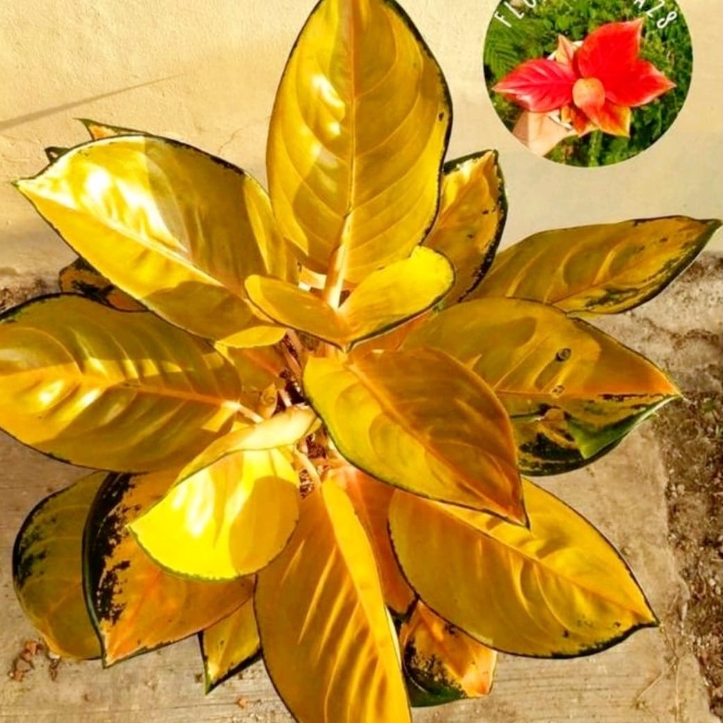 Jual Aglonema Sultan Brunei Remaja/Tanaman Aglonema/ Aglaonema Hias ...