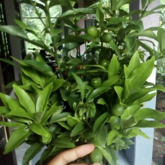 Jual Promo Paket Isi 4 bibit Jeruk ! Jeruk Pamelo Merah / Jeruk baby ...