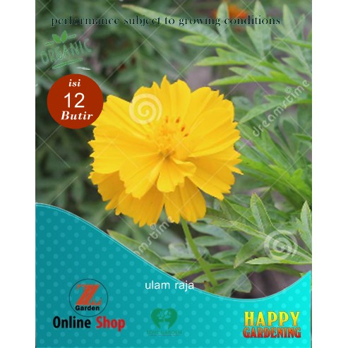 Jual 10 seed butir bibit biji benih tanaman bunga ulam raja kuning ...