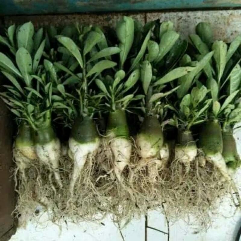 Jual tanaman hias adenium kemboja bunga merah api | Shopee Indonesia