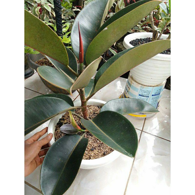 Jual Tanaman hias karet kebo merah ukuran 50cm - 1meter - pohon karet ...