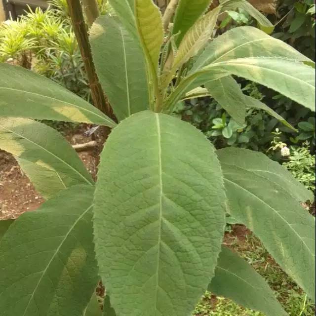 Jual Daun sembung | Shopee Indonesia