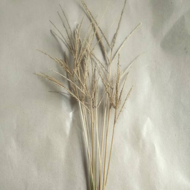 Jual Bunga Rumput Kering Shopee Indonesia