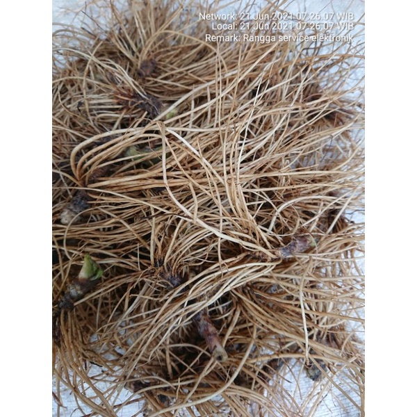Jual 1kg akar tapak liman khusus masih segar | Shopee Indonesia