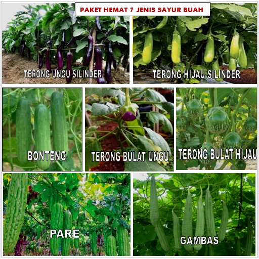 Jual Paket Hemat 7 Jenis Sayur Buah Siap Semai/Tanam , Hemat dan Lebih ... Jual Paket Hemat 7 Jenis Sayur Buah Siap Semai/Tanam , Hemat dan Lebih ...