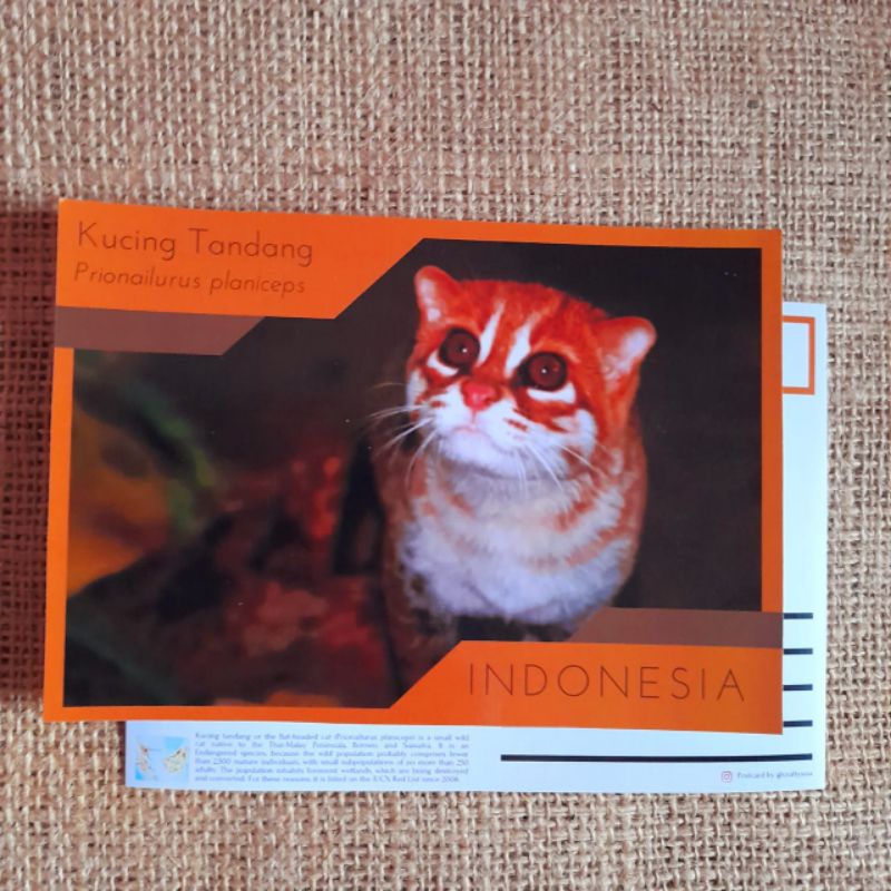 Jual Kartu Pos / Postcard / Postcrossing Indonesia - Kucing Endemik ...